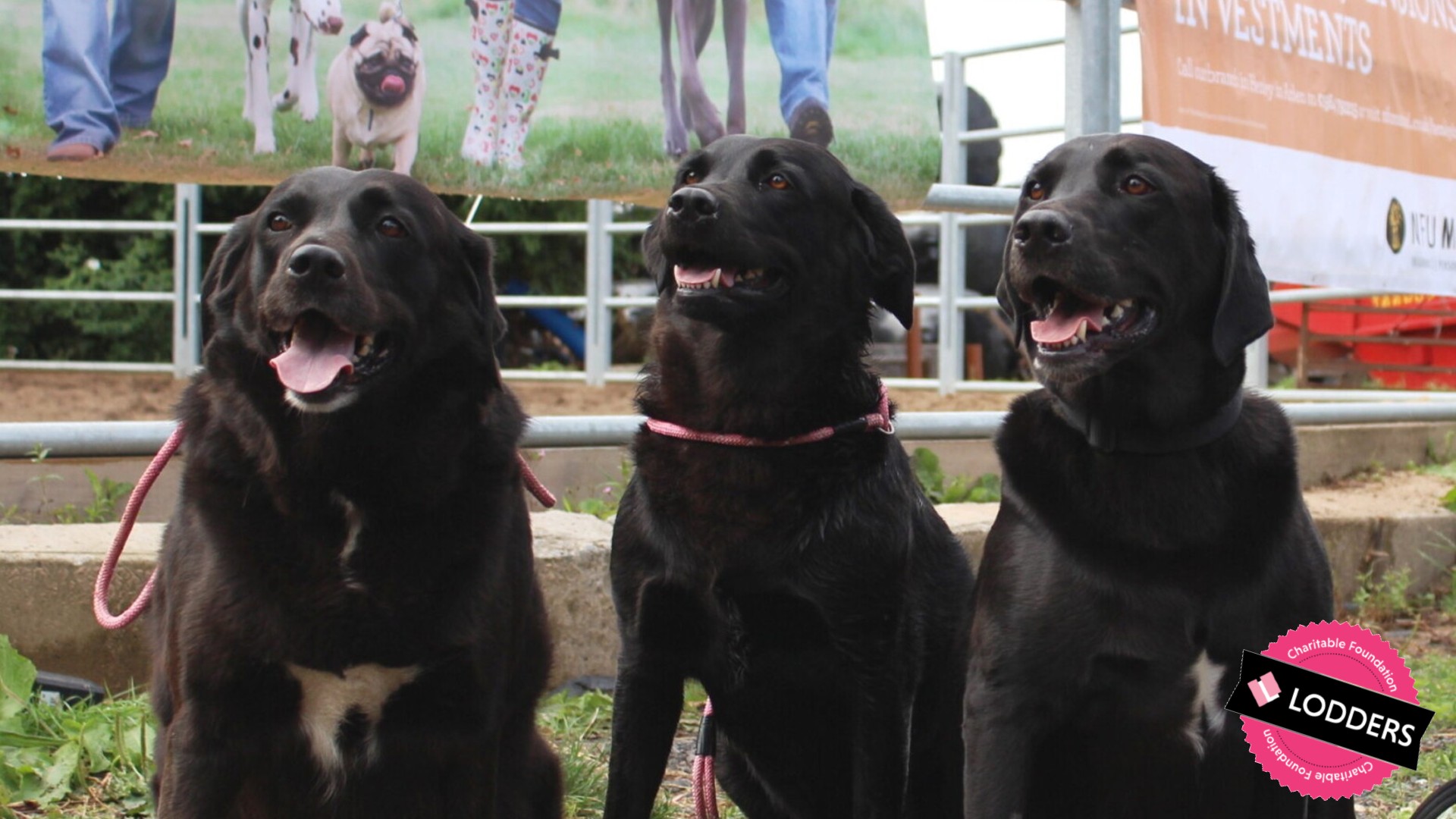 ‘Paw-fect’ fun for all the family - Lodders Solicitors